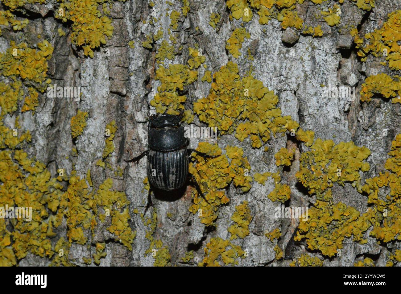 Frigid Dung Beetle (Copris fricator Stock Photo - Alamy