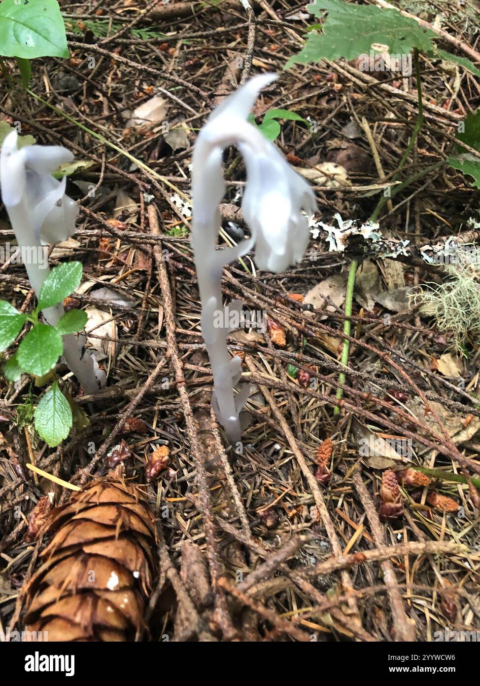 Ghost Pipe (Monotropa uniflora Stock Photo - Alamy