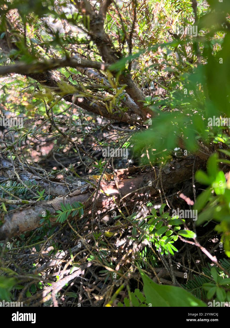 Pacific yew (Taxus brevifolia Stock Photo - Alamy