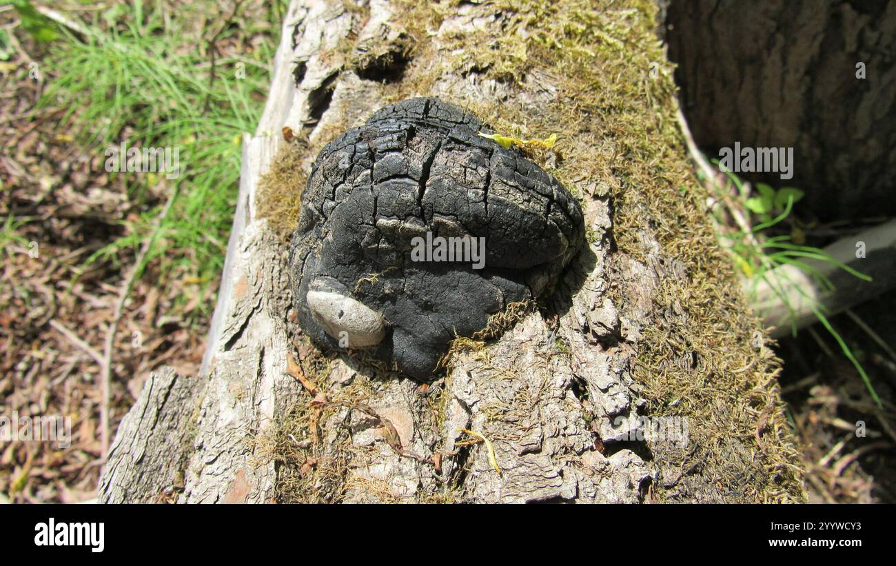 Willow Bracket (Phellinus igniarius Stock Photo - Alamy