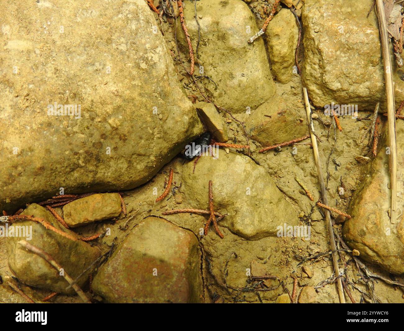 Dark Wood Cockroach (Ischnoptera deropeltiformis Stock Photo - Alamy