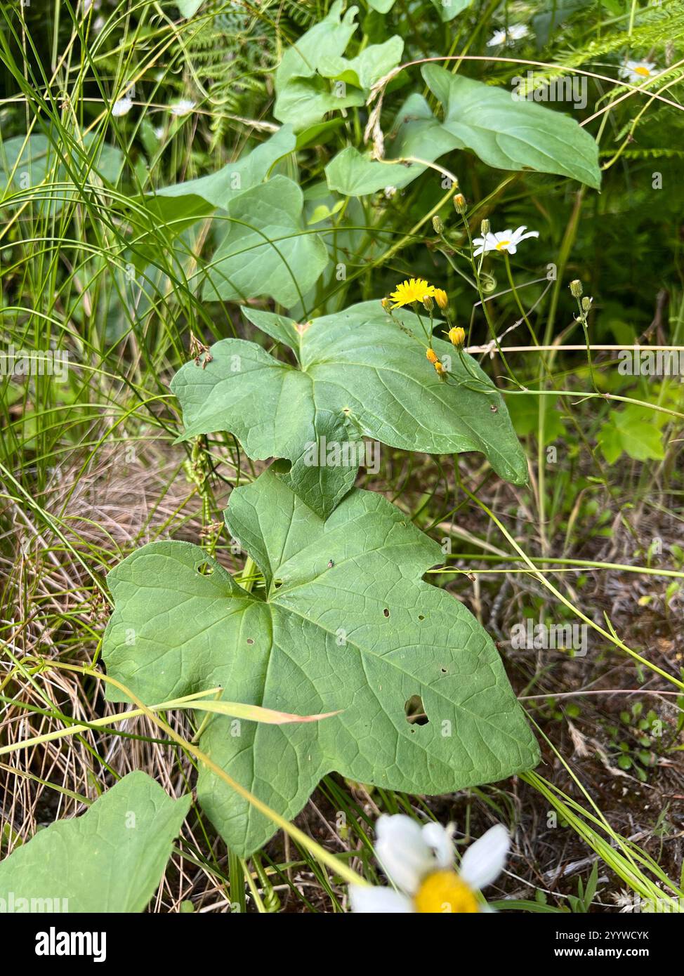 Coastal manroot hi-res stock photography and images - Alamy