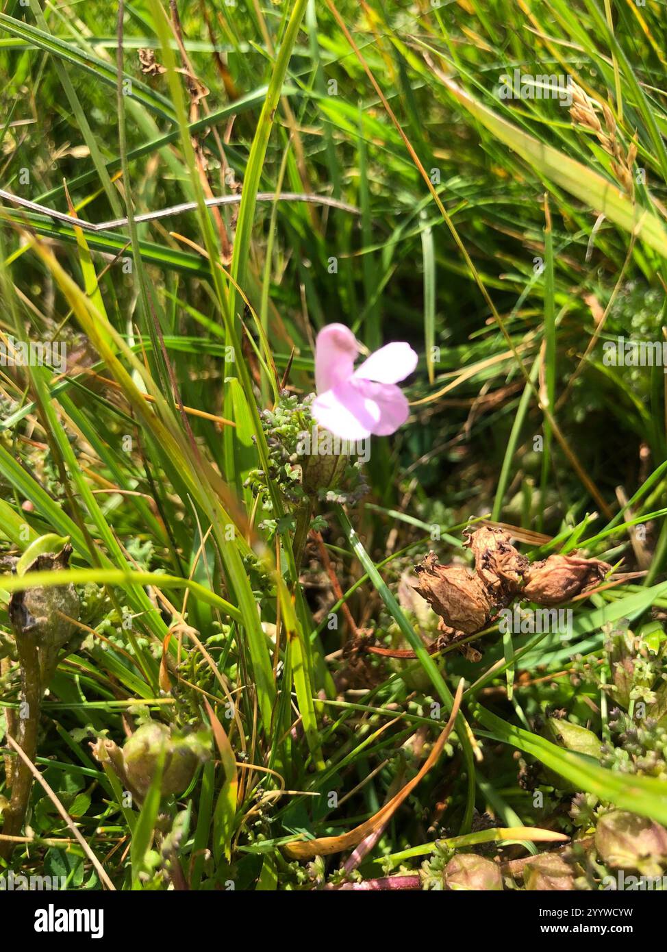 Common Lousewort (Pedicularis sylvatica Stock Photo - Alamy