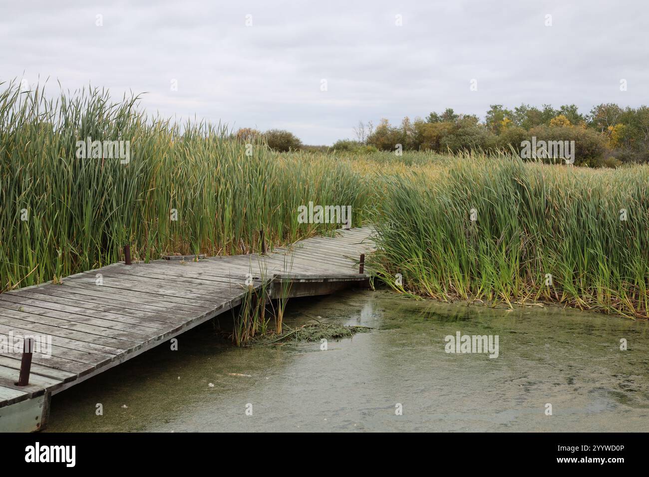 wooden bridge and boardwalk hiking trail through marsh land Stock Photo ...