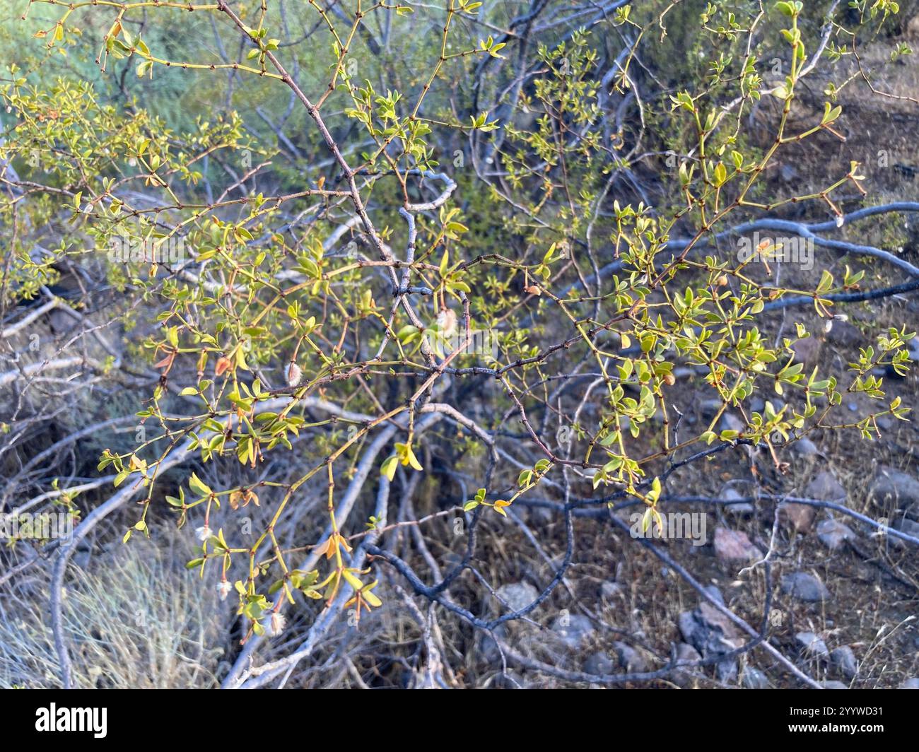 Creosote Bush (Larrea tridentata Stock Photo - Alamy