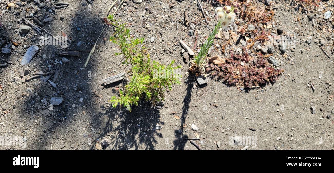 Stinkwort (Dittrichia graveolens Stock Photo - Alamy