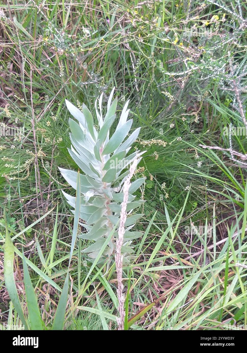 Cape Silver Tree (Leucadendron argenteum Stock Photo - Alamy