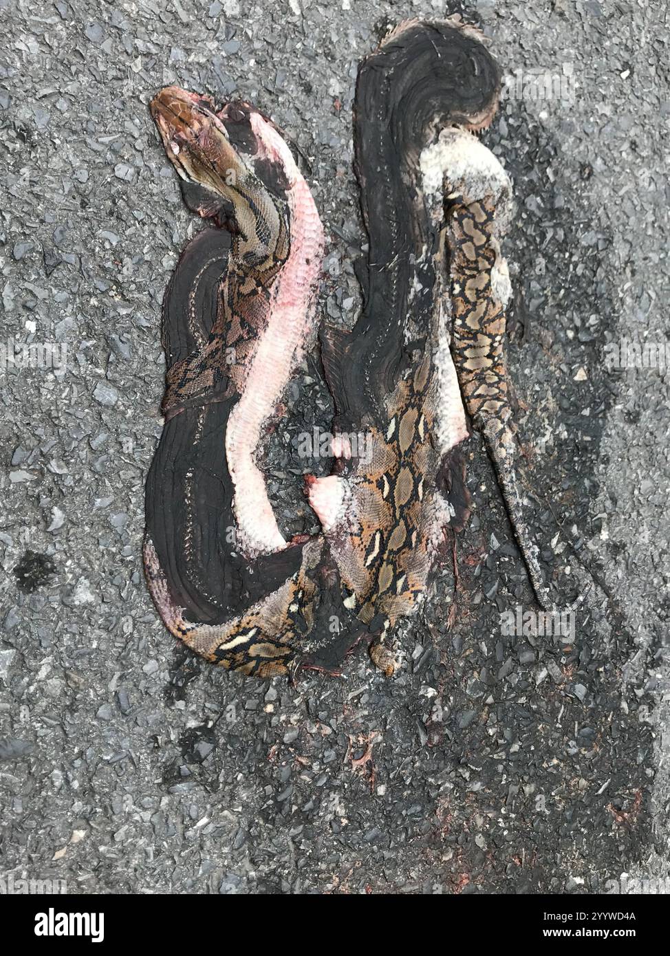 Reticulated Python (Malayopython reticulatus Stock Photo - Alamy