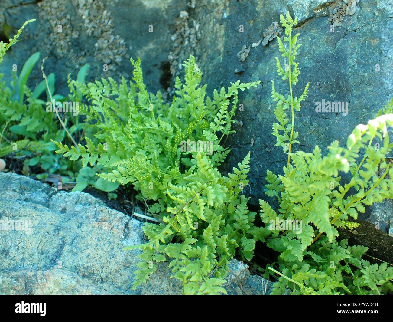 brittle bladderfern (Cystopteris fragilis Stock Photo - Alamy