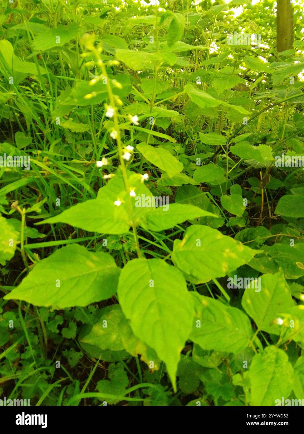 enchanter's-nightshade (Circaea lutetiana Stock Photo - Alamy