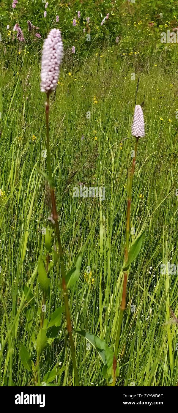 common bistort (Bistorta officinalis Stock Photo - Alamy