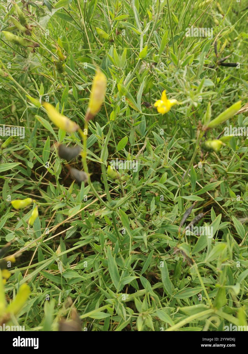 meadow pea (Lathyrus pratensis Stock Photo - Alamy