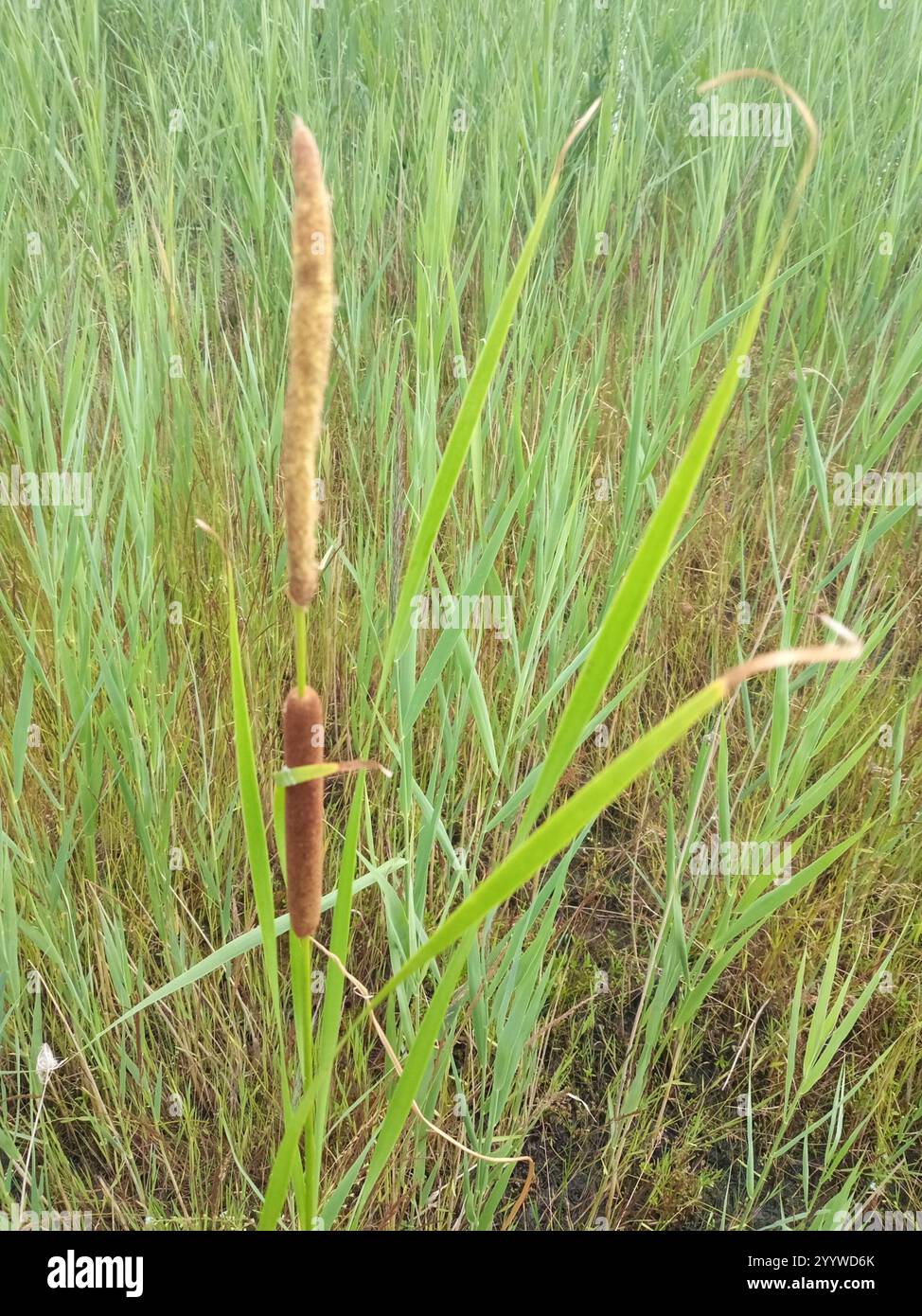 narrow-leaved cattail (Typha angustifolia Stock Photo - Alamy
