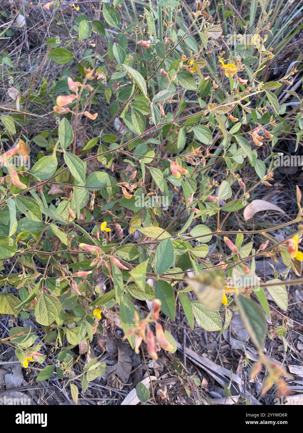 Cajanuses hi-res stock photography and images - Alamy