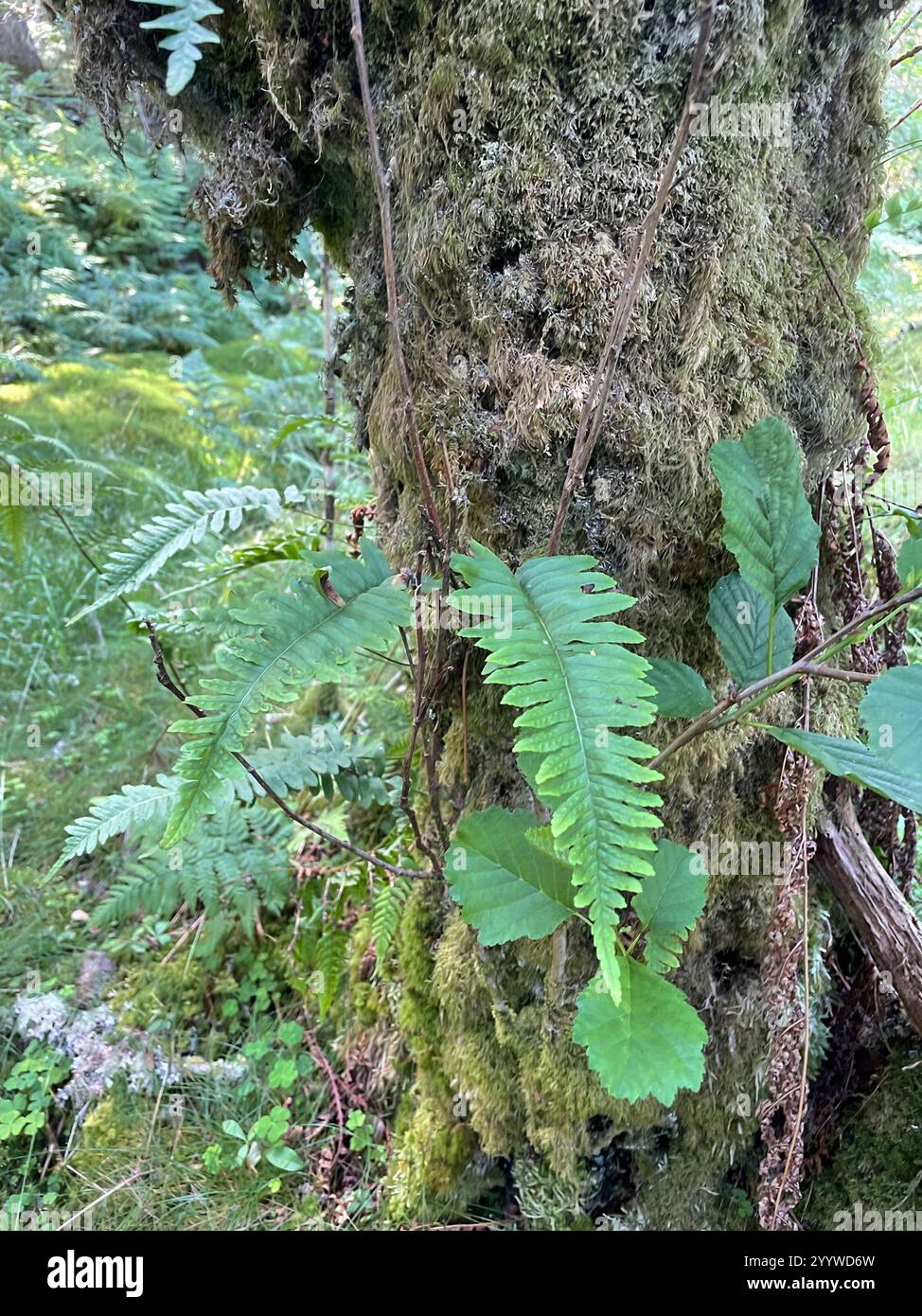 common polypody (Polypodium vulgare Stock Photo - Alamy