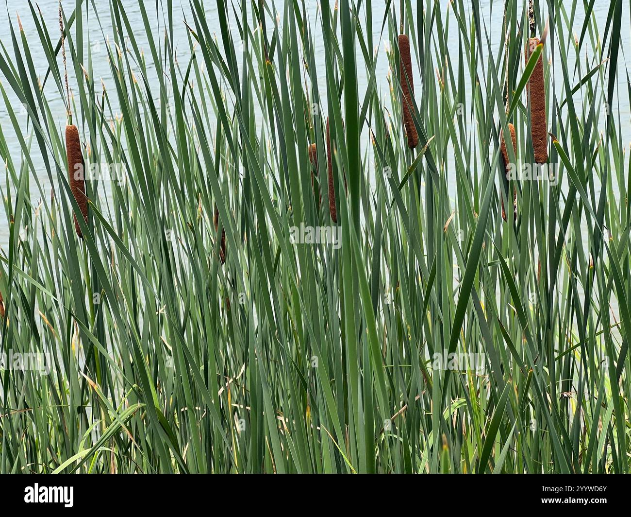 narrow-leaved cattail (Typha angustifolia Stock Photo - Alamy