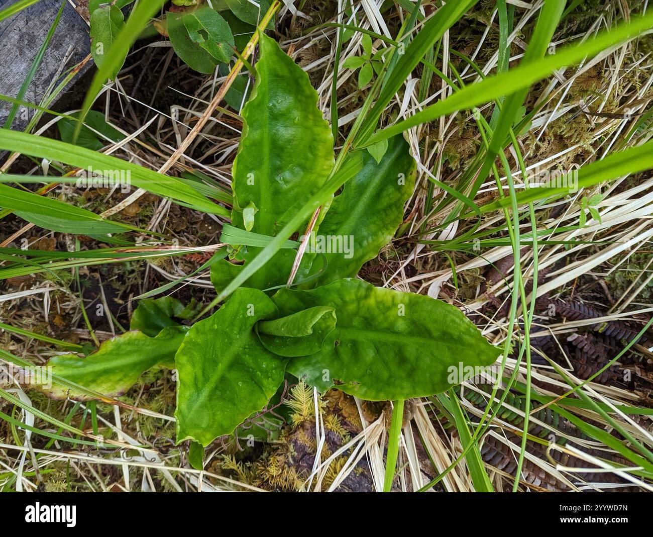 western skunk cabbage (Lysichiton americanus Stock Photo - Alamy