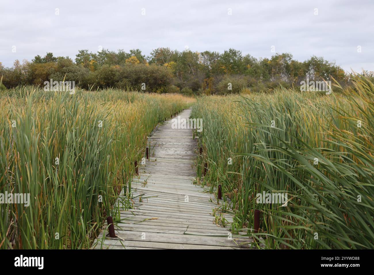 Walking trail through marsh hi-res stock photography and images - Alamy