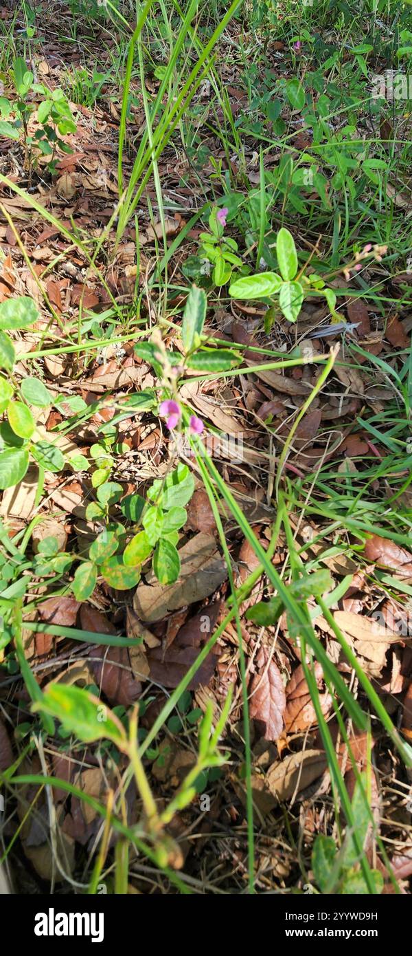 creeping beggarweed (Desmodium incanum Stock Photo - Alamy