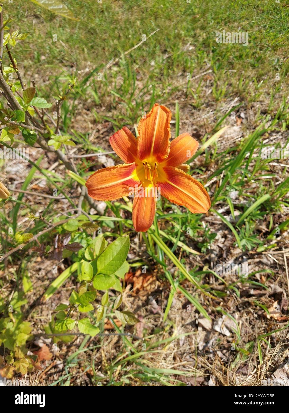 orange day-lily (Hemerocallis fulva Stock Photo - Alamy