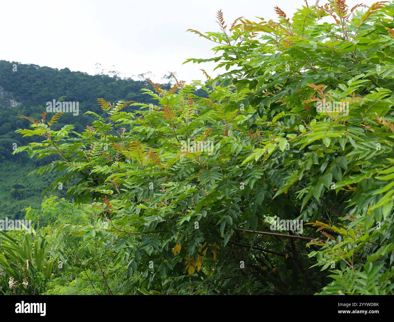 (Rhus chinensis roxburghii Stock Photo - Alamy