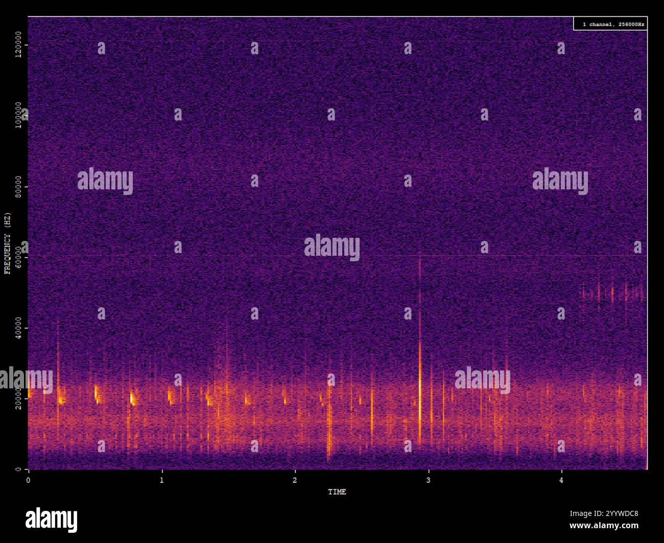 Common Noctule (Nyctalus noctula Stock Photo - Alamy