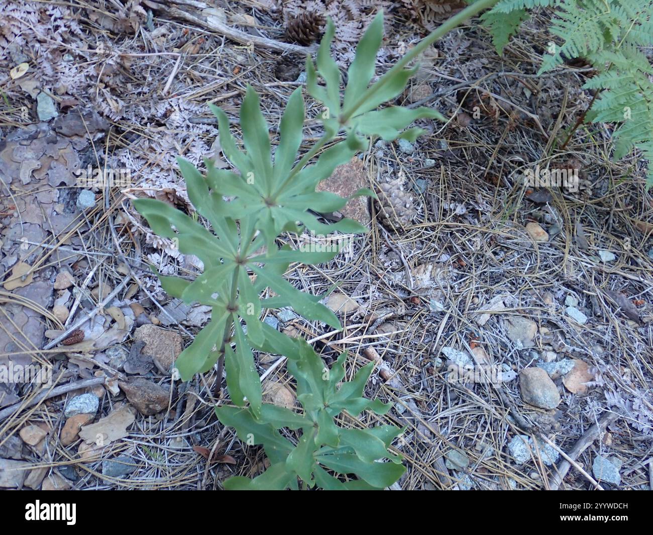 Typical Washington Lily (Lilium washingtonianum washingtonianum Stock ...
