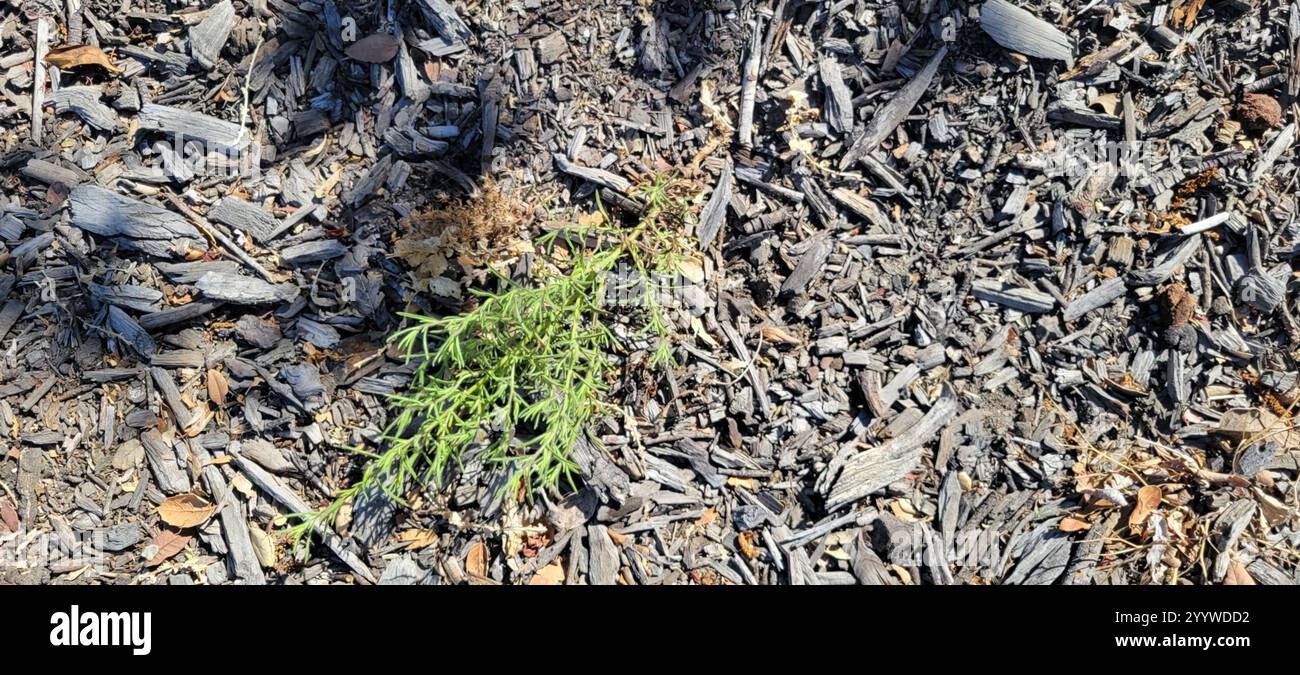 Stinkwort (Dittrichia graveolens Stock Photo - Alamy