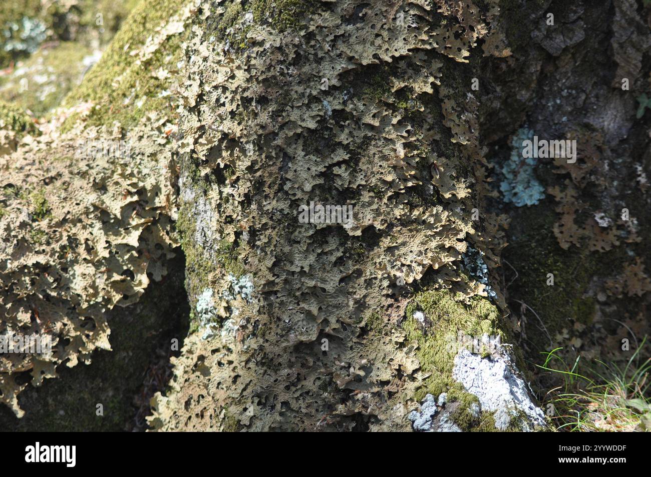 Tree Lungwort (Lobaria pulmonaria Stock Photo - Alamy