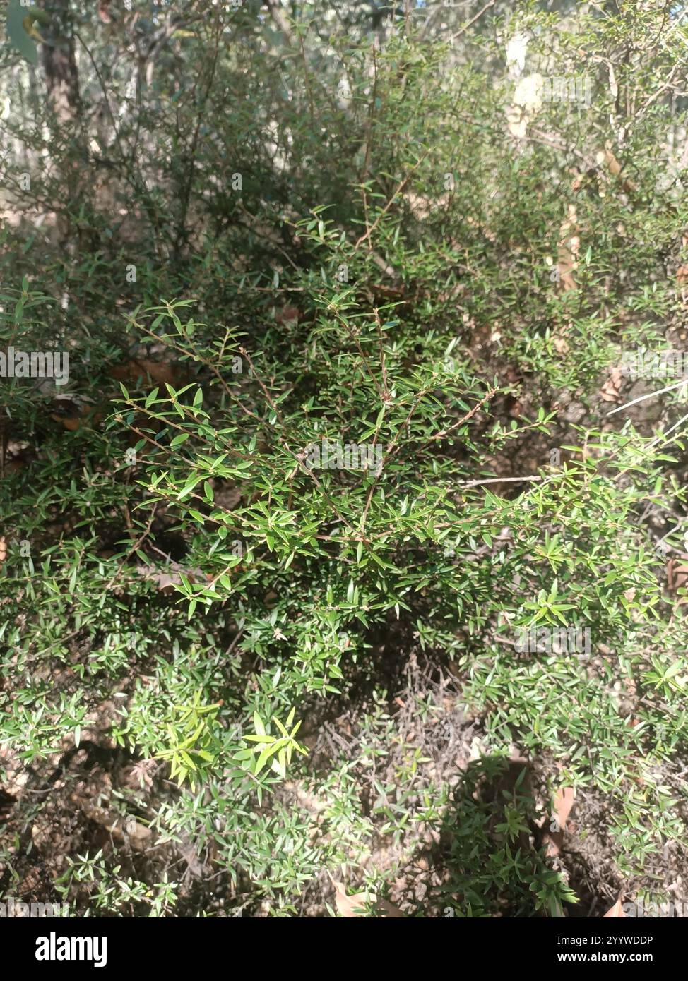 Ground Berry (Acrotriche aggregata Stock Photo - Alamy