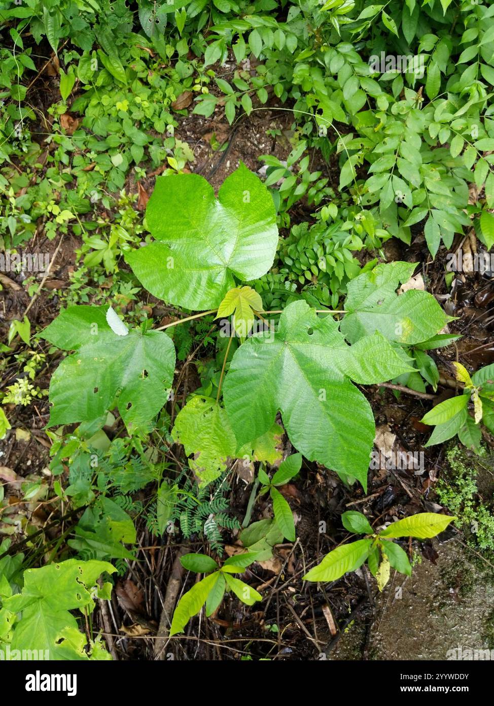 nettle family (Urticaceae Stock Photo - Alamy