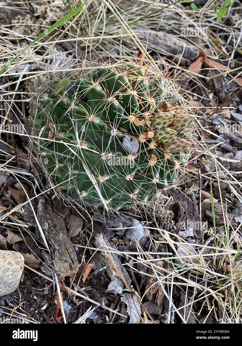 Miniature Barrel Cactus (Hamatocactus setispinus Stock Photo - Alamy