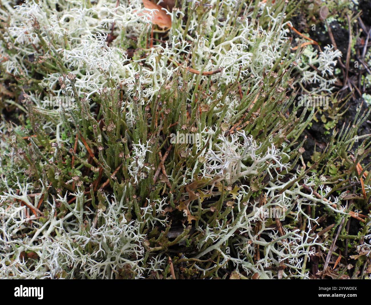 Smooth Pixie Lichen (Cladonia gracilis gracilis Stock Photo - Alamy