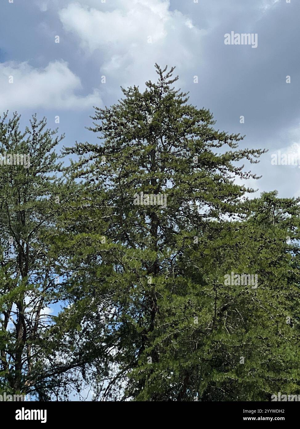 Virginia pine (Pinus virginiana Stock Photo - Alamy