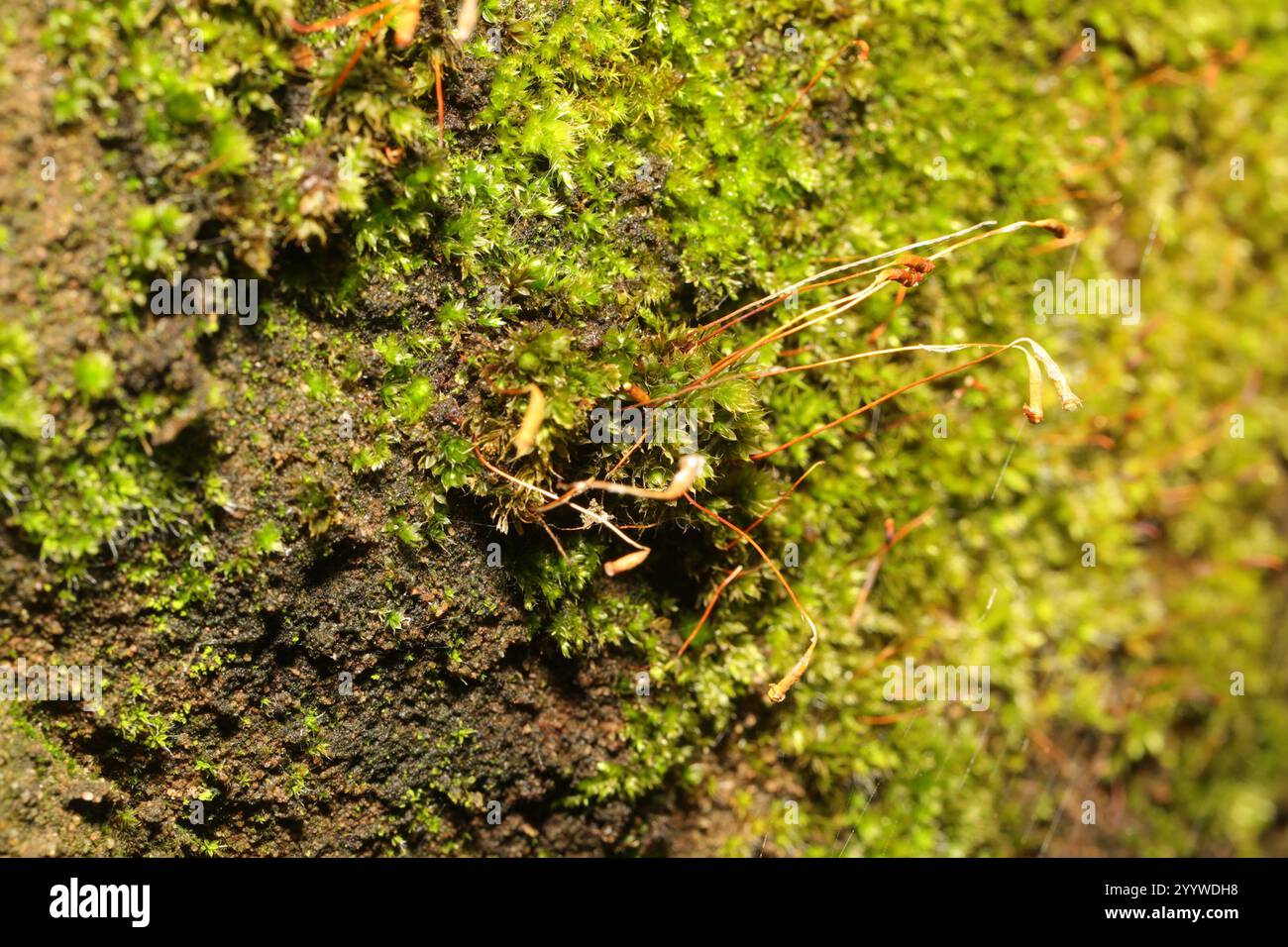 Capillary Thread-moss (Ptychostomum capillare Stock Photo - Alamy