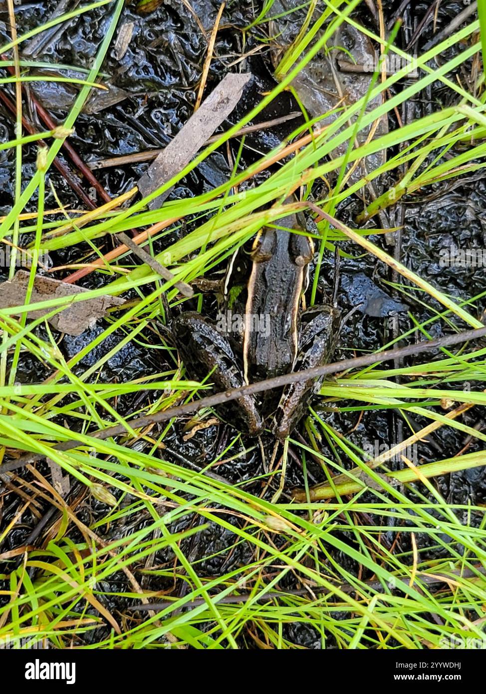 Southern Leopard Frog (Lithobates sphenocephalus Stock Photo - Alamy
