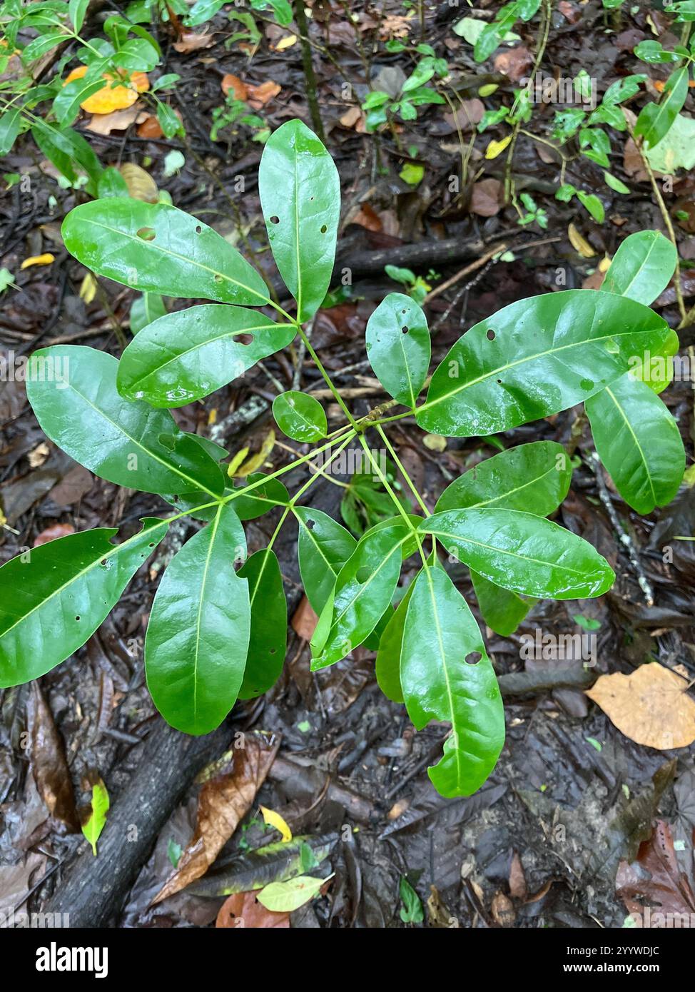 Pink Trumpet-tree (Tabebuia heterophylla Stock Photo - Alamy
