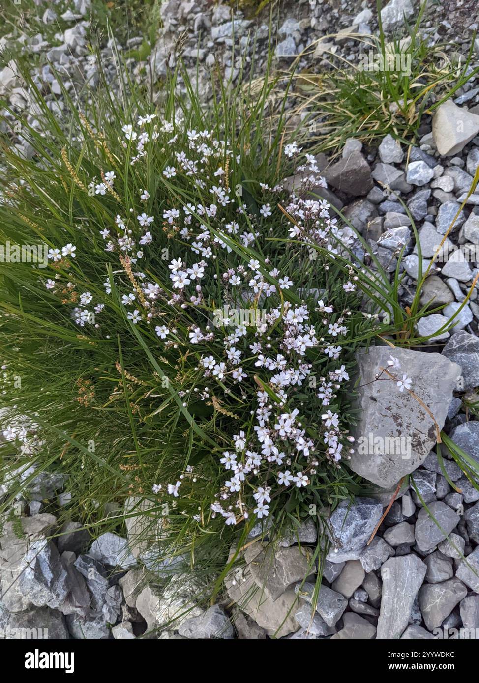 Creeping Baby's-breath (Gypsophila repens Stock Photo - Alamy