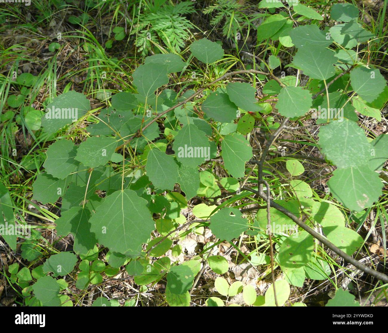 European aspen (Populus tremula Stock Photo - Alamy