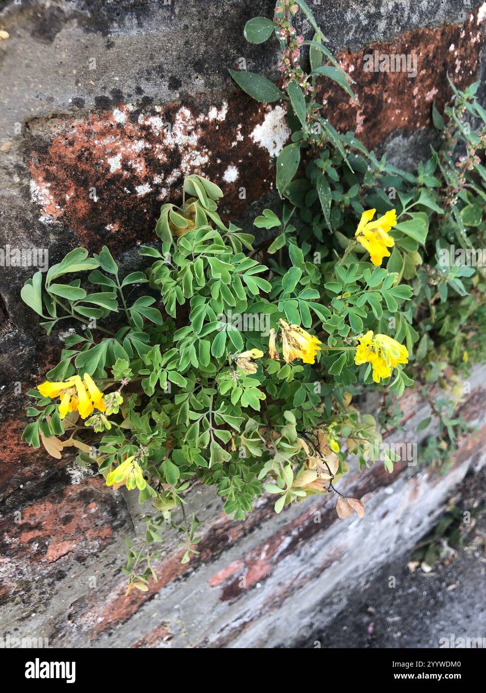 Yellow Fumitory (Pseudofumaria lutea Stock Photo - Alamy