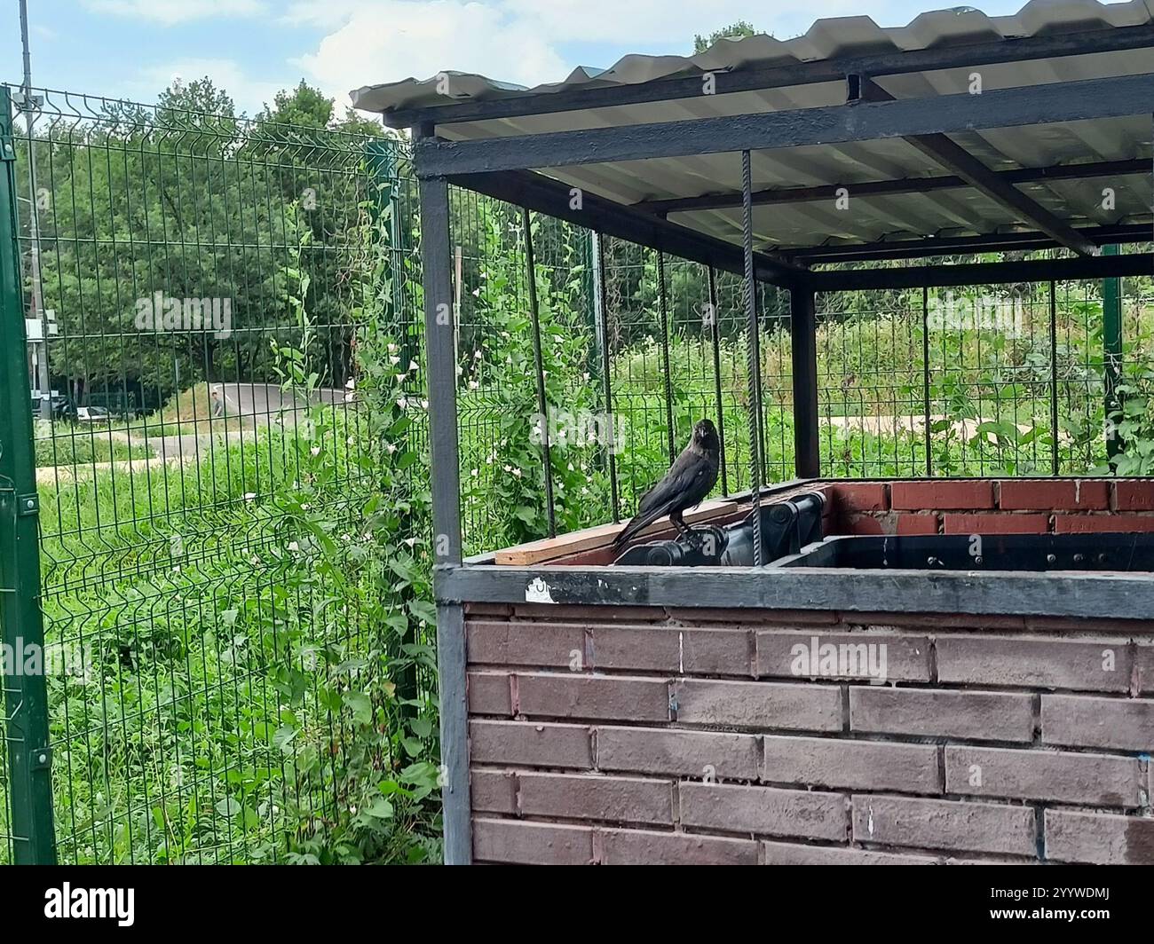 Eurasian Jackdaw (Coloeus monedula Stock Photo - Alamy