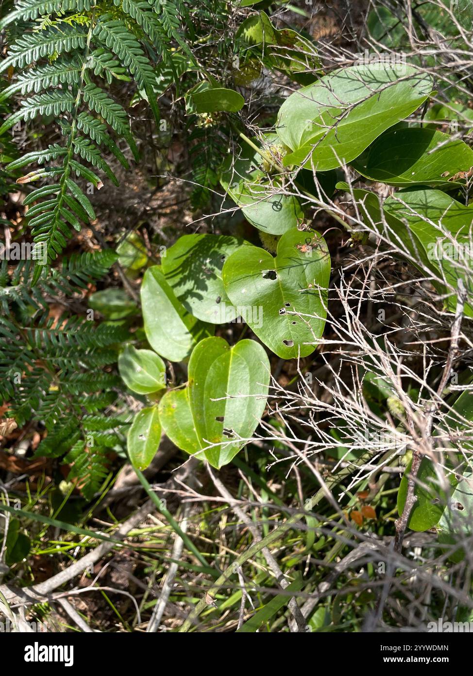 Austral Sarsaparilla (Smilax australis Stock Photo - Alamy