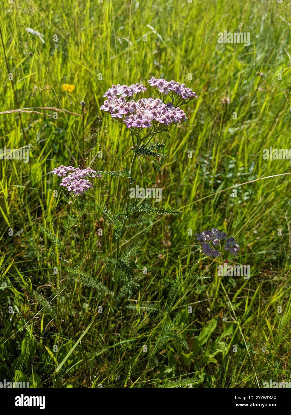 Roseoalba hi-res stock photography and images - Alamy