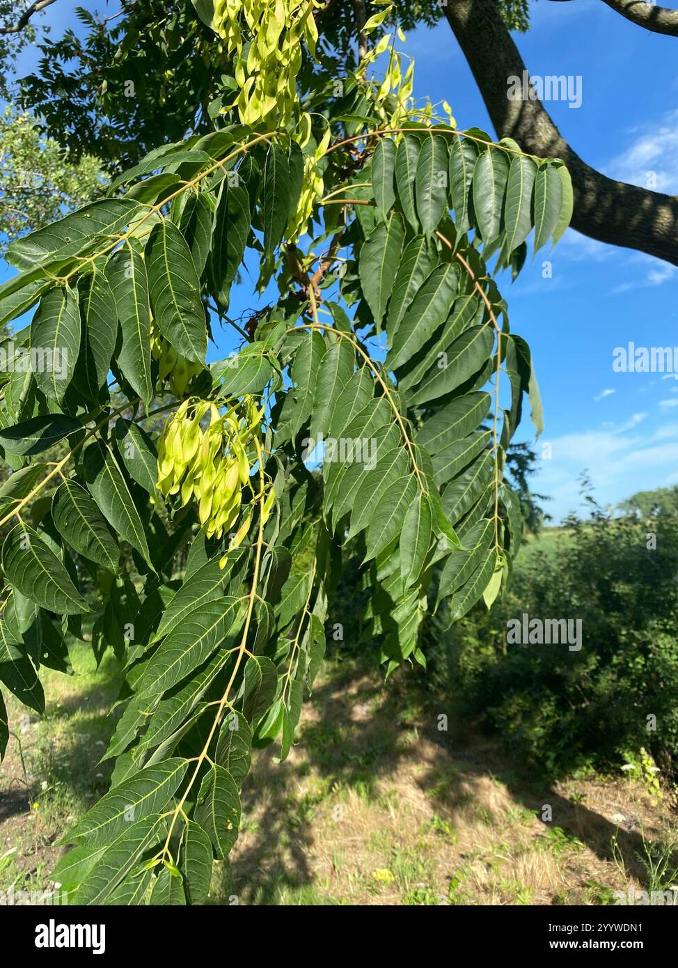 tree-of-heaven (Ailanthus altissima Stock Photo - Alamy