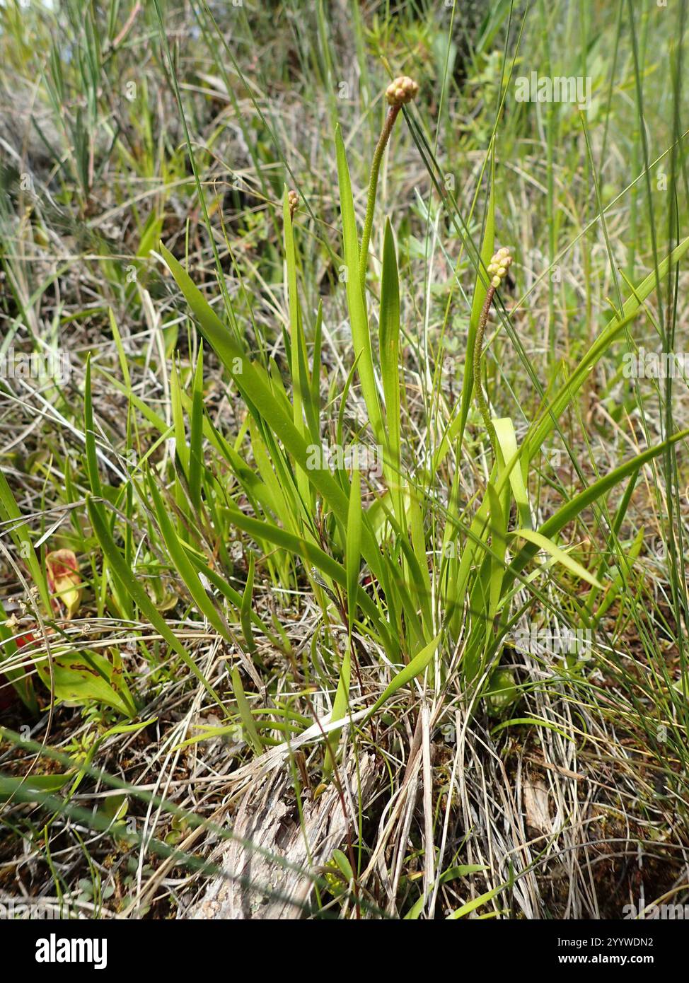 Sticky False Asphodel (Triantha glutinosa Stock Photo - Alamy