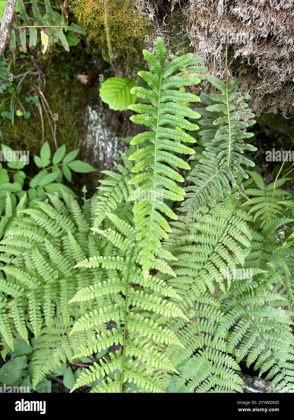 common polypody (Polypodium vulgare Stock Photo - Alamy