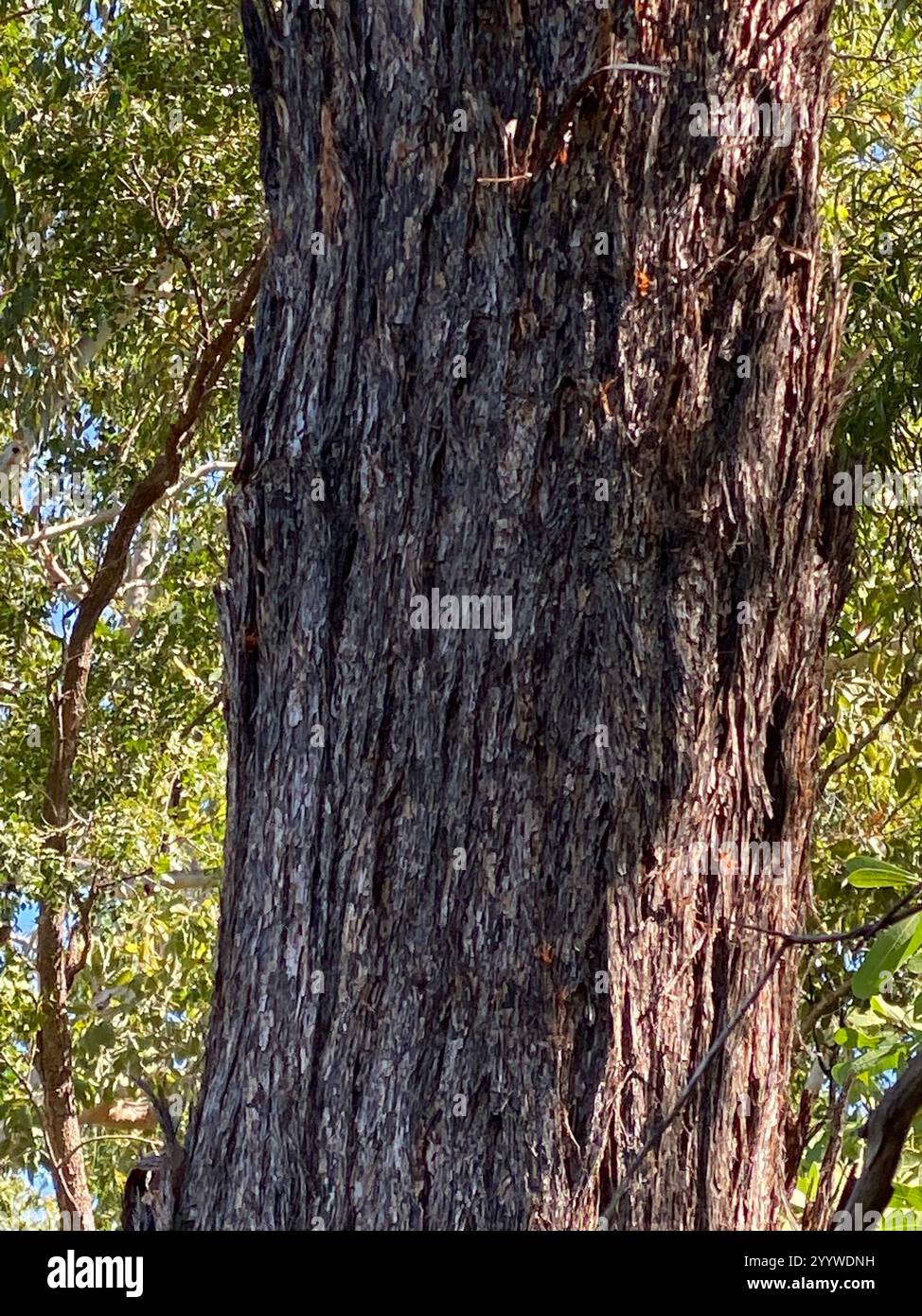Eucalyptus miniata hi-res stock photography and images - Alamy