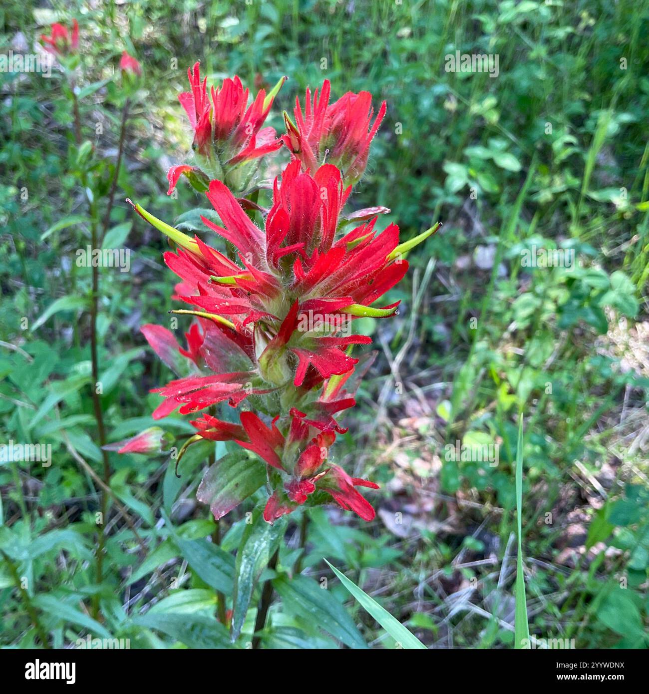 giant red Indian paintbrush (Castilleja miniata Stock Photo - Alamy