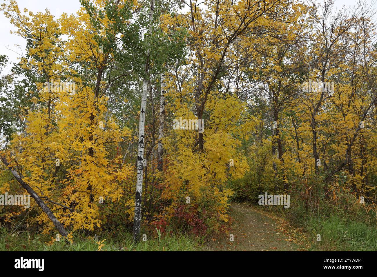 mixed forest awash in autumn colors Stock Photo - Alamy