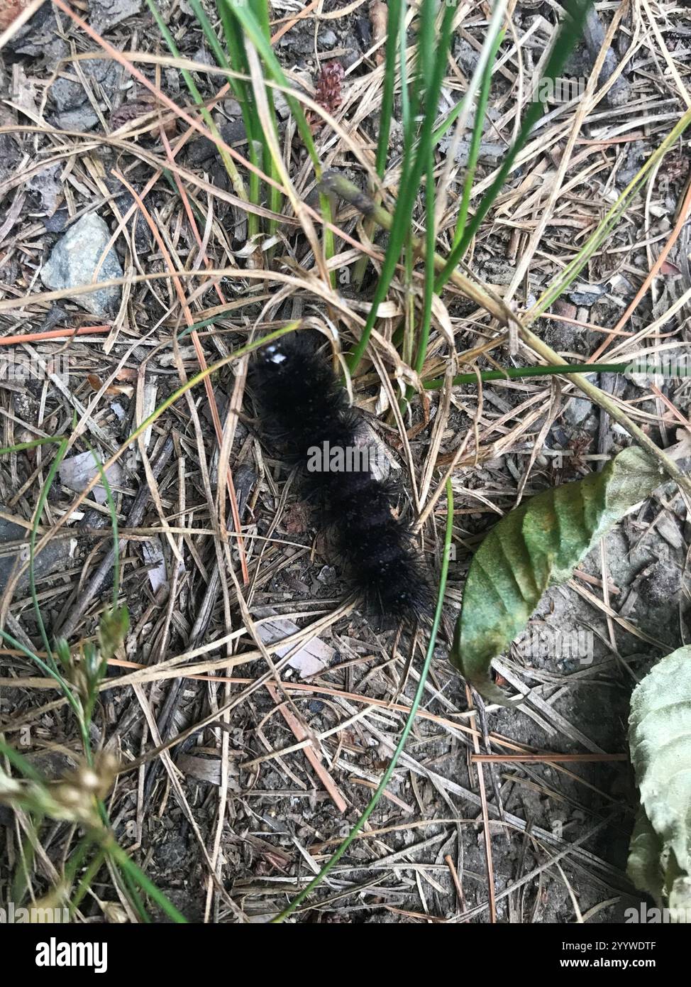 Giant Leopard Moth (Hypercompe scribonia Stock Photo - Alamy